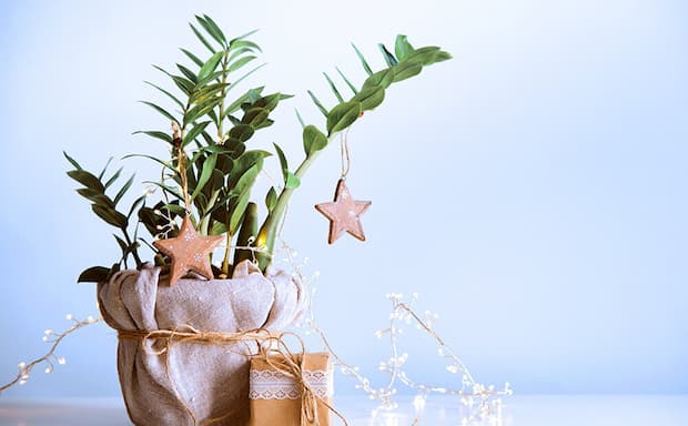 3 Best Houseplant Gift Ideas that Bring Life to Any Space